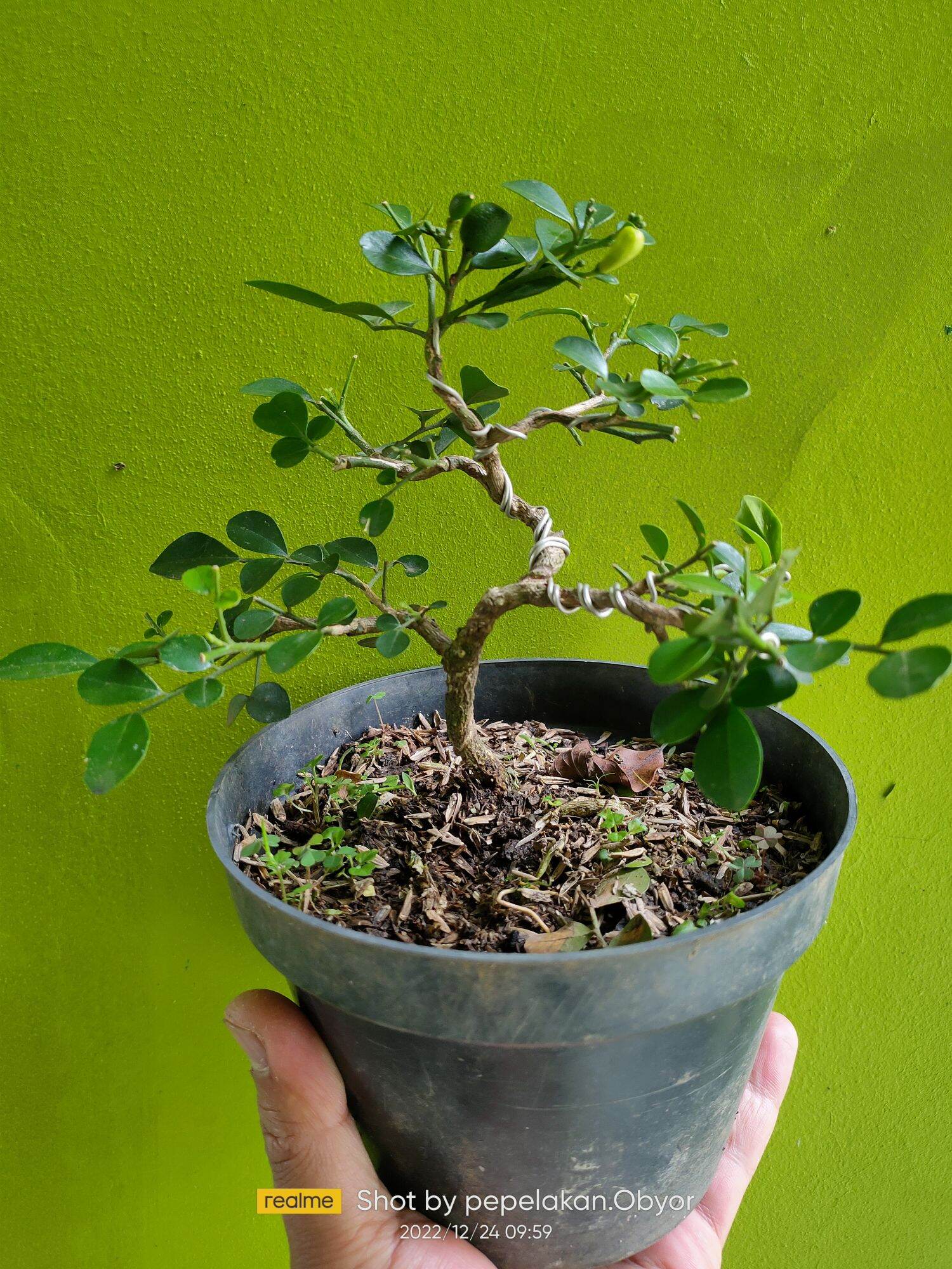 Bonsai Kemuning Micro Sudah jadi dan berkarakter pilihan | Lazada Indonesia