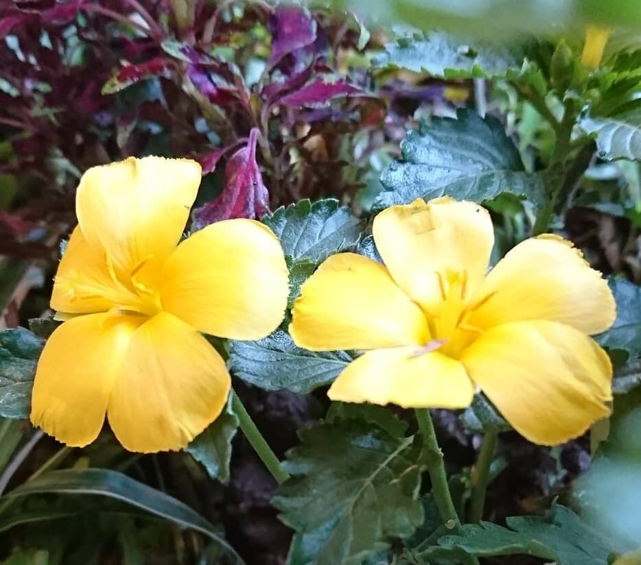 Bunga yolanda kuning | Lazada Indonesia