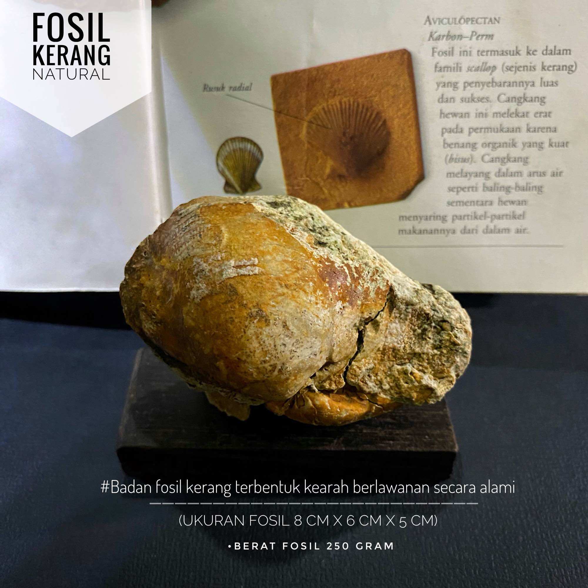 Fosil Kerang Purba Natural A19 atau Fosil Kijing atau Fosil Keong atau ...