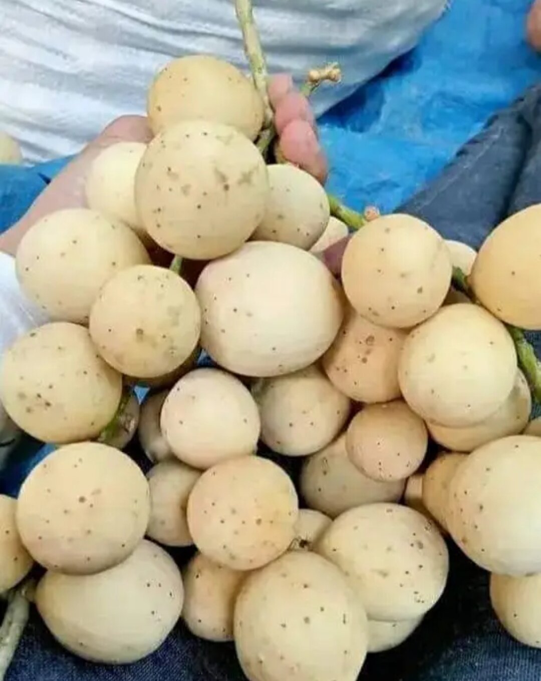 1kg Buah Dukuh Manis Segar Lazada Indonesia