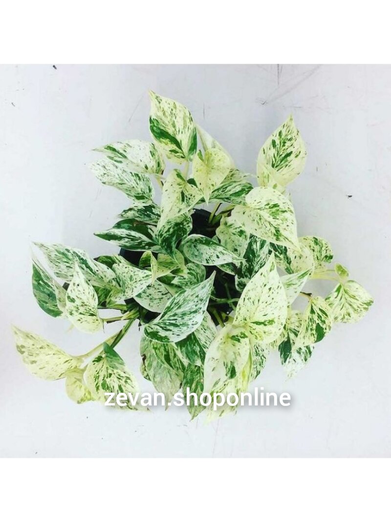 Tanaman hias Sirih Gading Marble Queen - Sirih Gading Variegata-Bunga ...