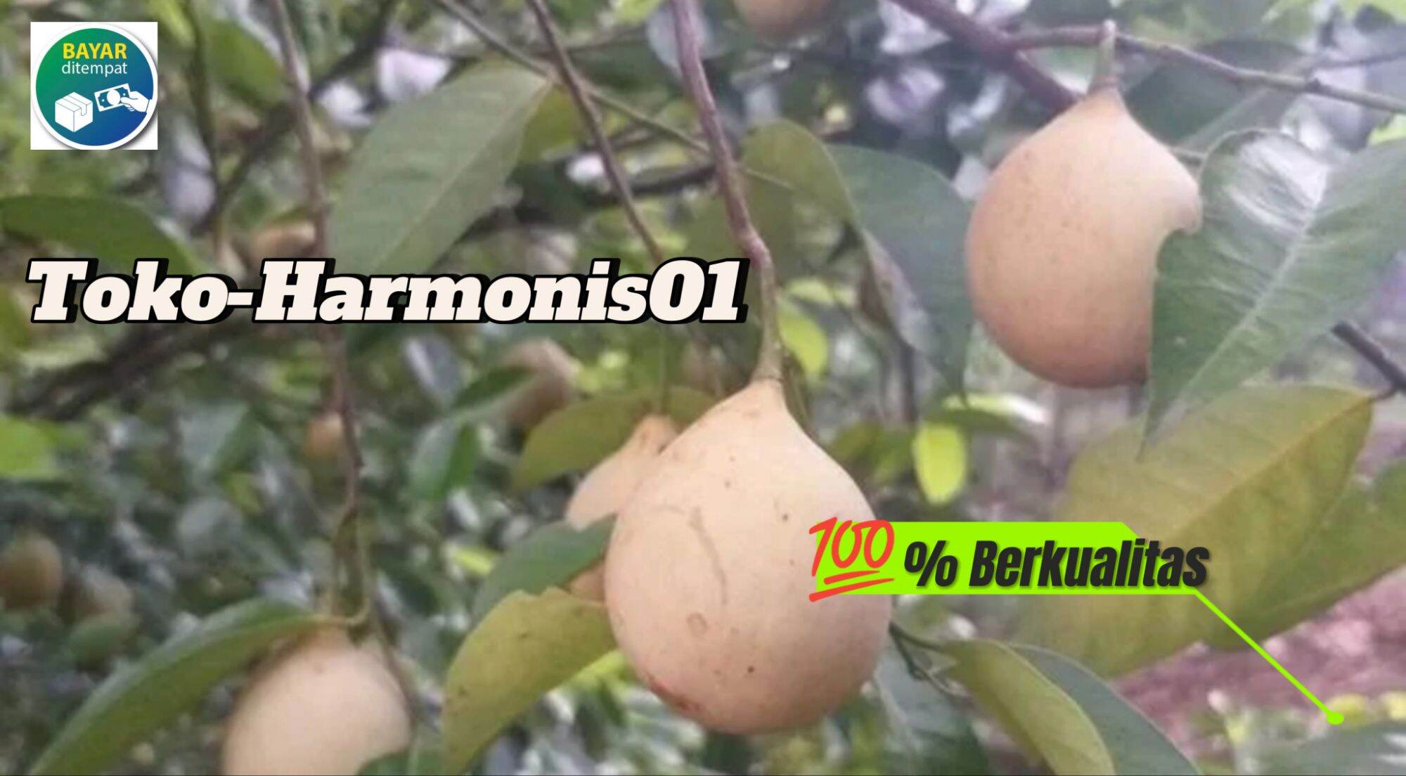 BUAH PALA MUDA FRESH 1KG | Lazada Indonesia