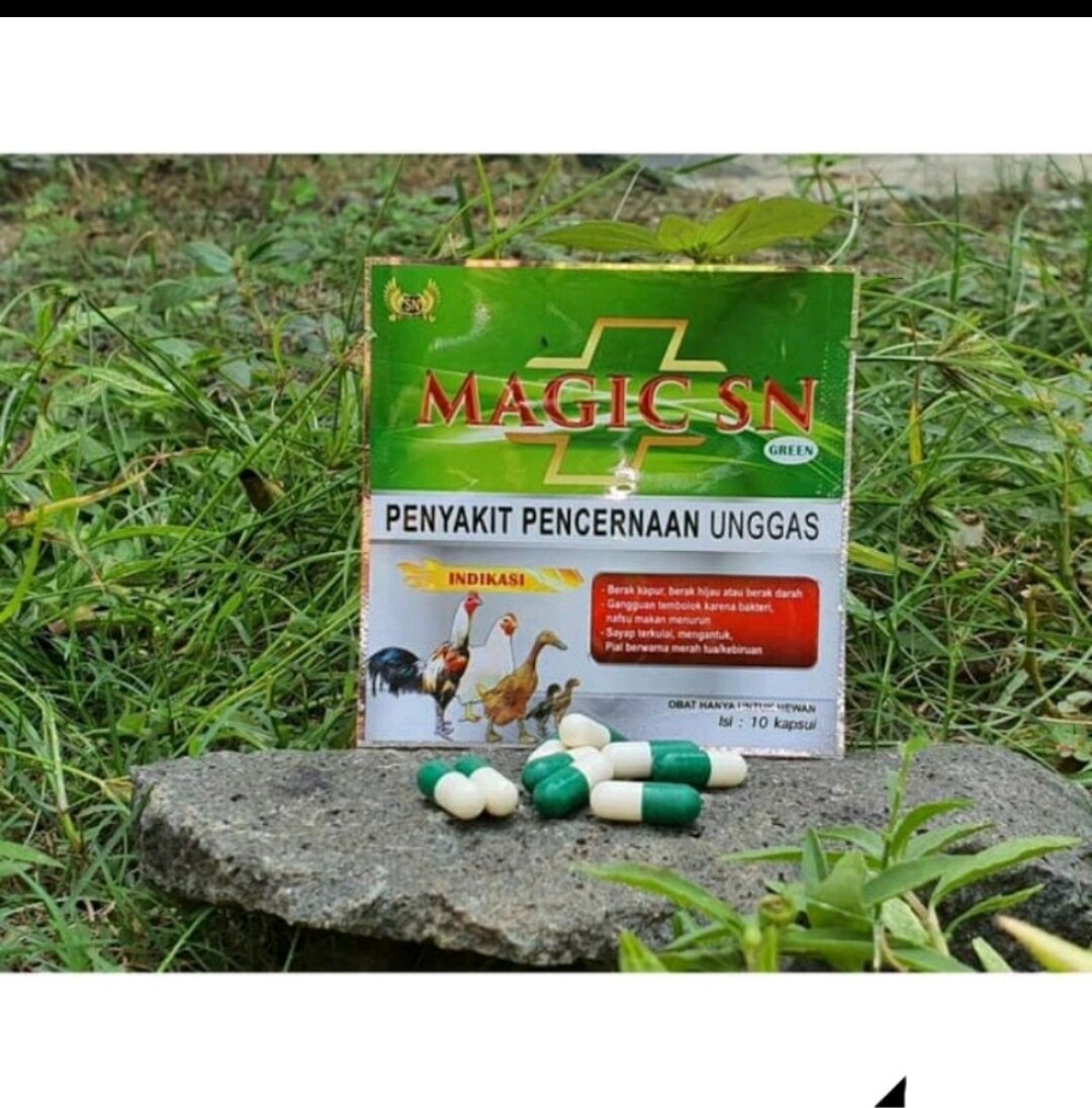 OBAT PENCERNAAN TEMBOLOK MACET Feses Kotoran DARAH Putih AYAM MAGIC SN ...