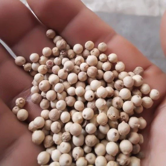 Lada / Merica / Sahang Bumbu Dapur Rempah kemasan 500 gram | Lazada ...