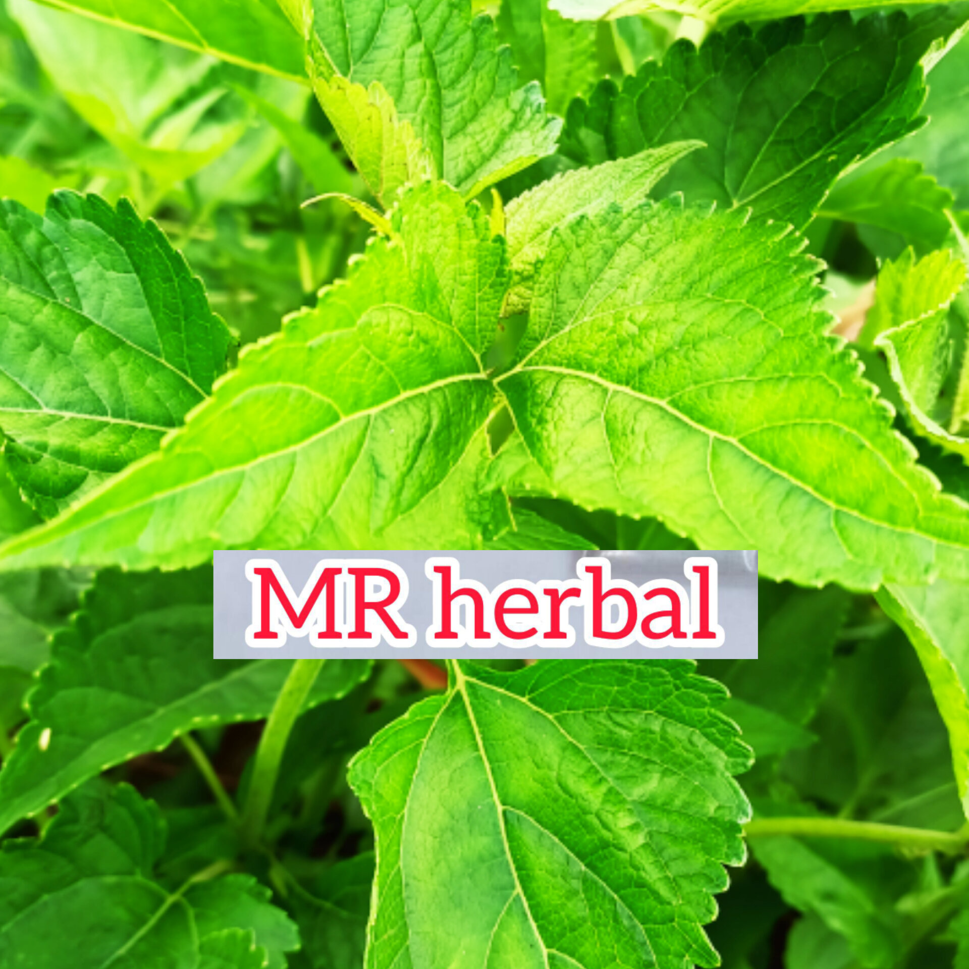 Daun kirinyuh maringgo hutan segar order baru petik 1 kg | Lazada Indonesia
