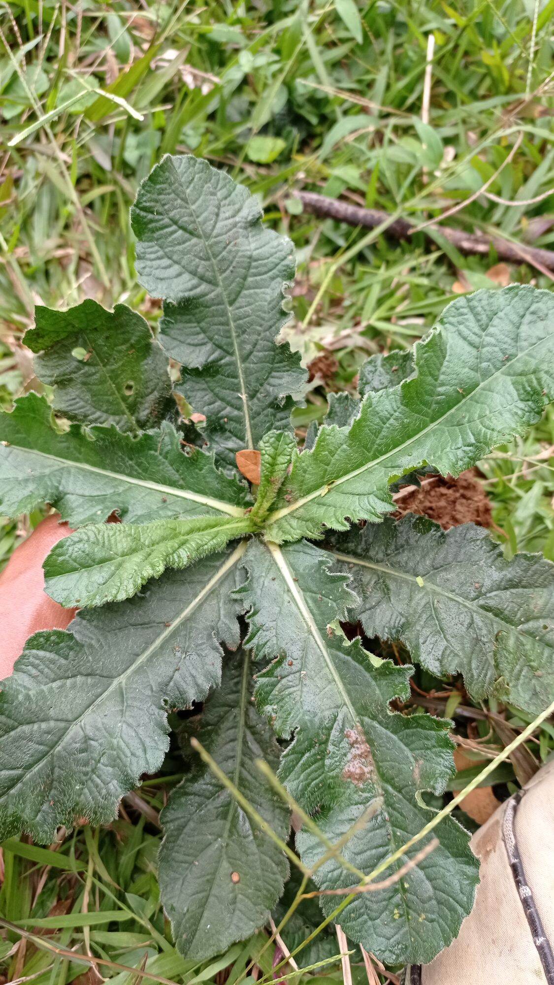 DAUN TAPAK LIMAN SEGAR /100GRAM | Lazada Indonesia