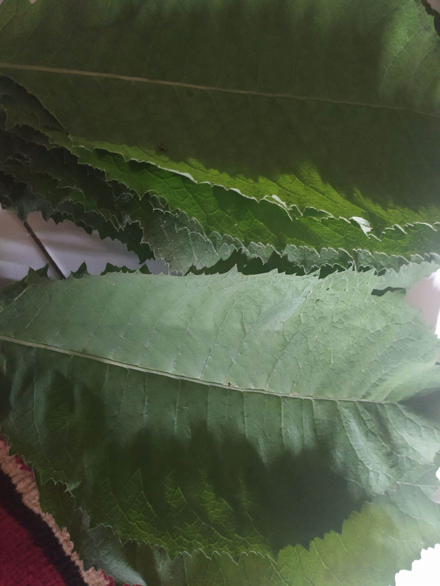 Daun sembung bermanfaat manfaat kesehatan obat herbal terbaik segar ...