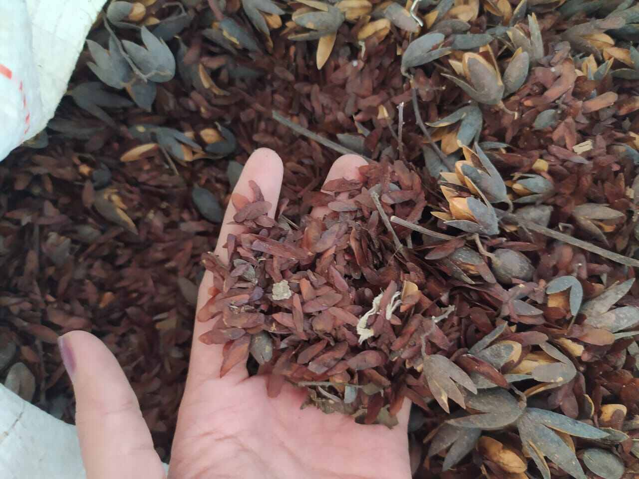 Benih biji tanaman pohon suren 100gr unggulan siap semai biji pohon ...