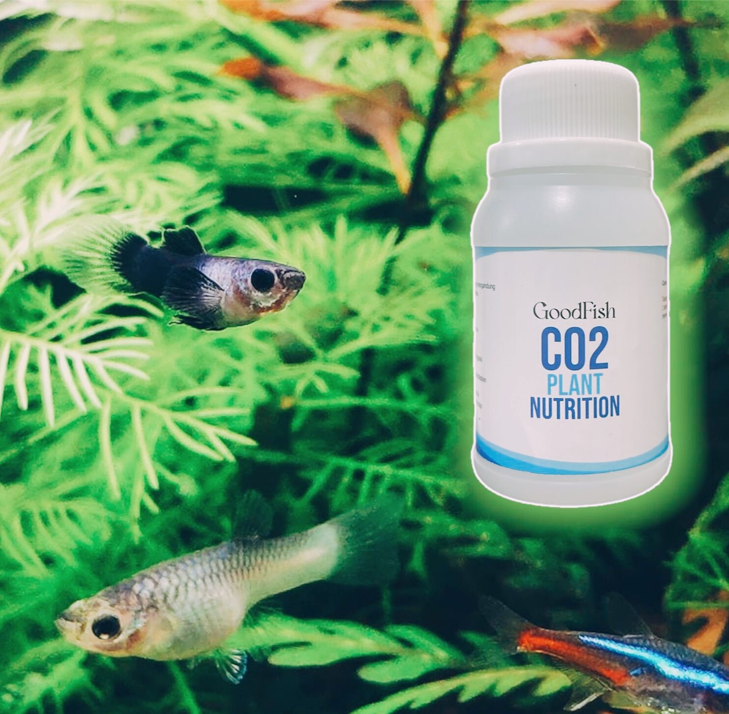 GOODFISH CO2 PLANT NUTRITION PUPUK CAIR AQUASCAPE 100 ML | Lazada Indonesia