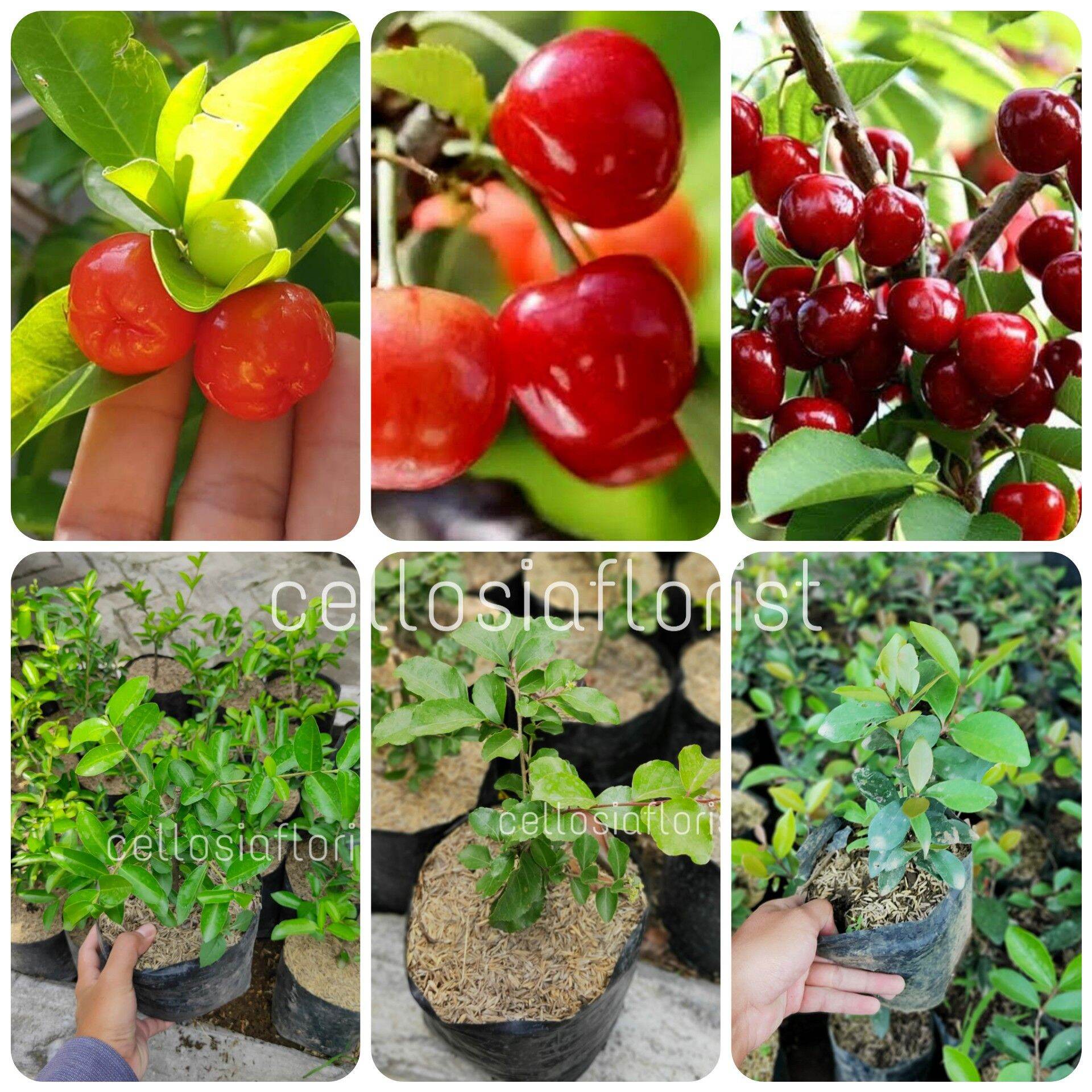 Paket 3 Jenis Tanaman Buah Cherry / Ceri (Jepang, Vietnam dan Beach ...