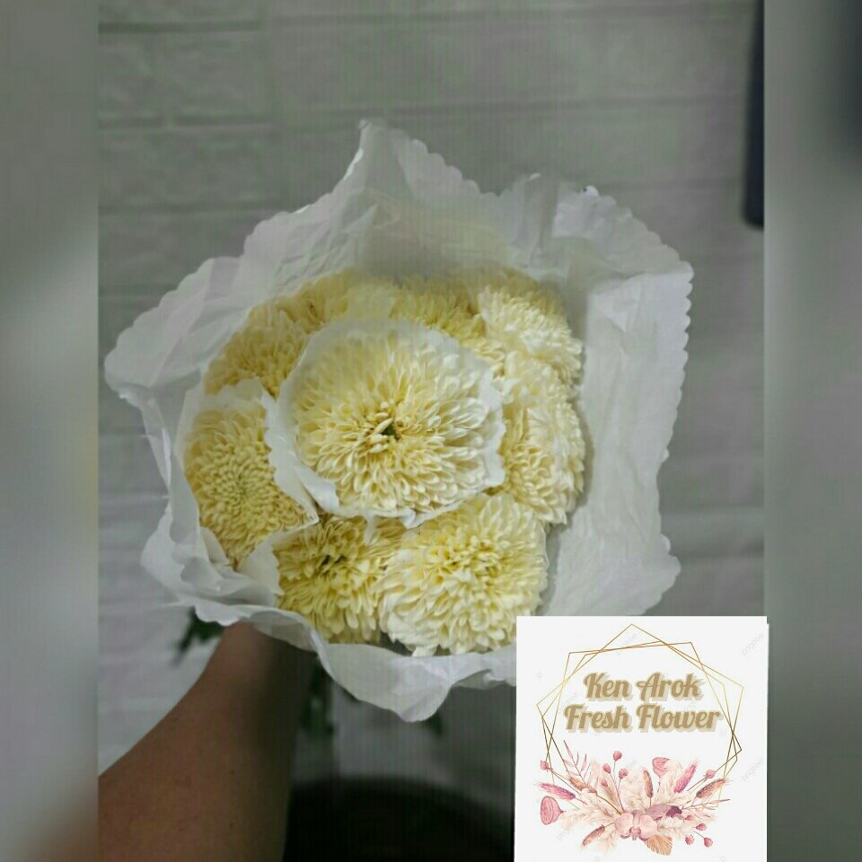 BUNGA GOMPIE | Lazada Indonesia