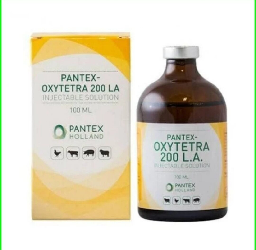 Pantex Oxytetracyclin 200 LA injeksi Antibiotik Pernapasan dan ...