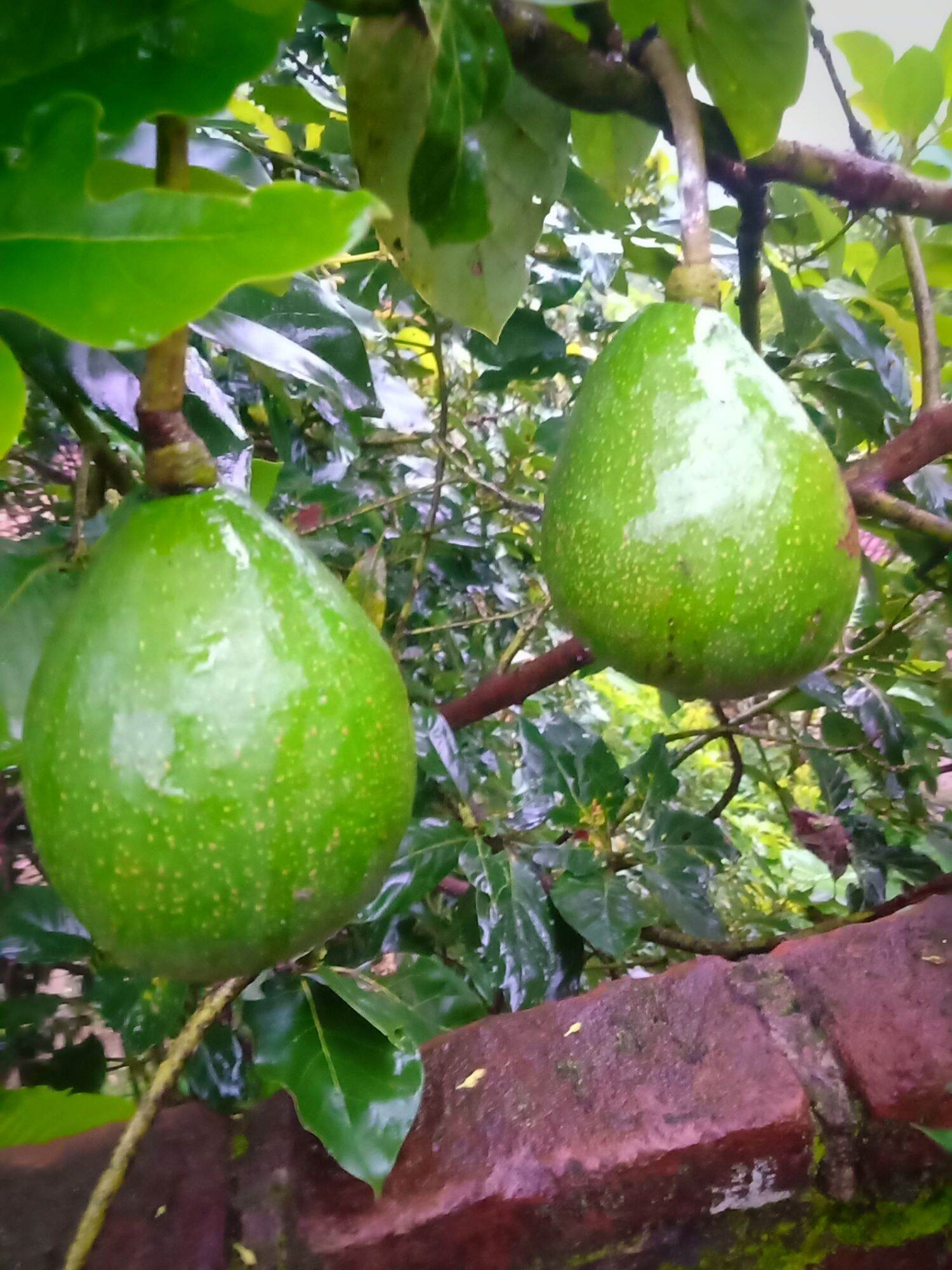 alvukat mentega 1 kg | Lazada Indonesia