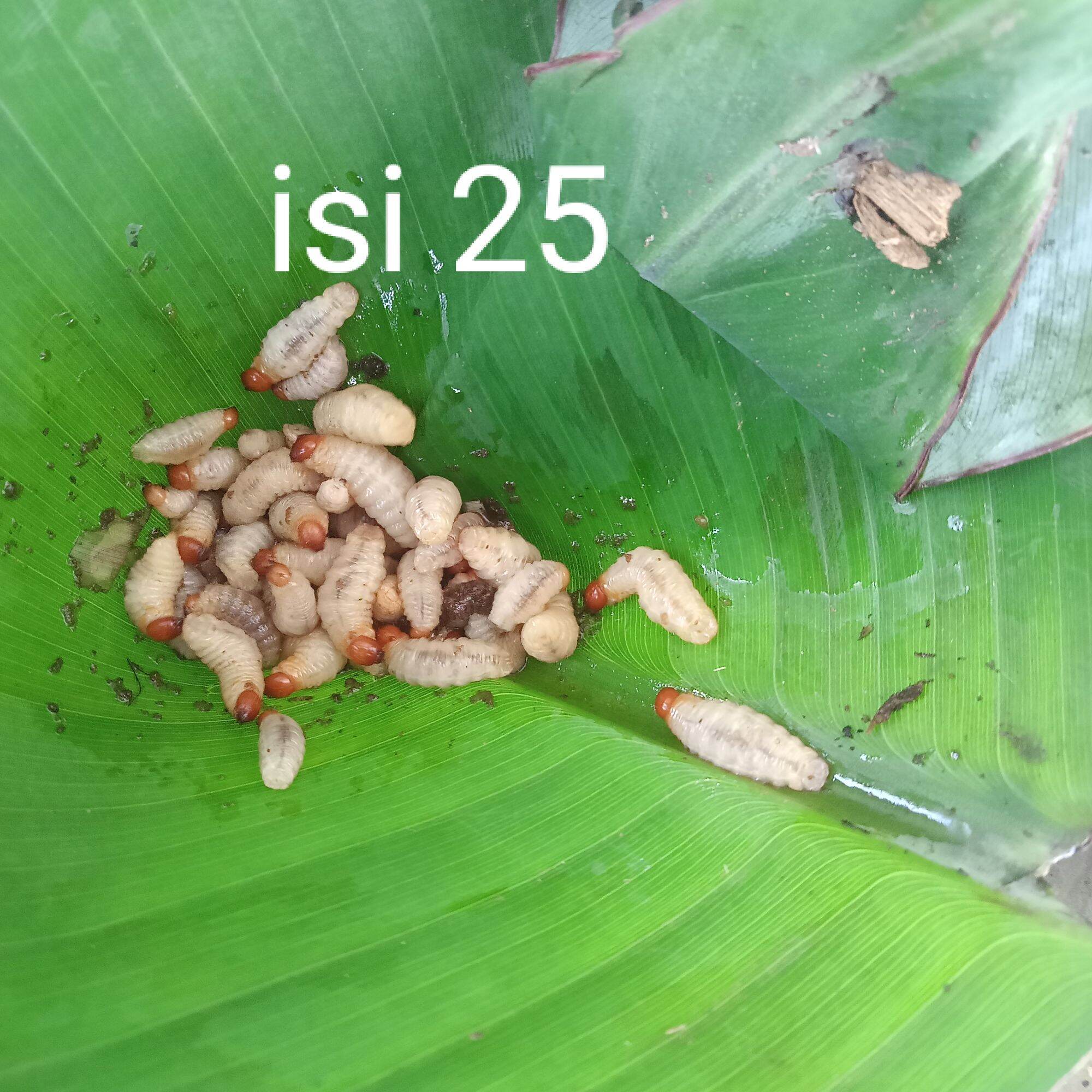 umpan gacor ikan mas ulat pohon pisang | Lazada Indonesia