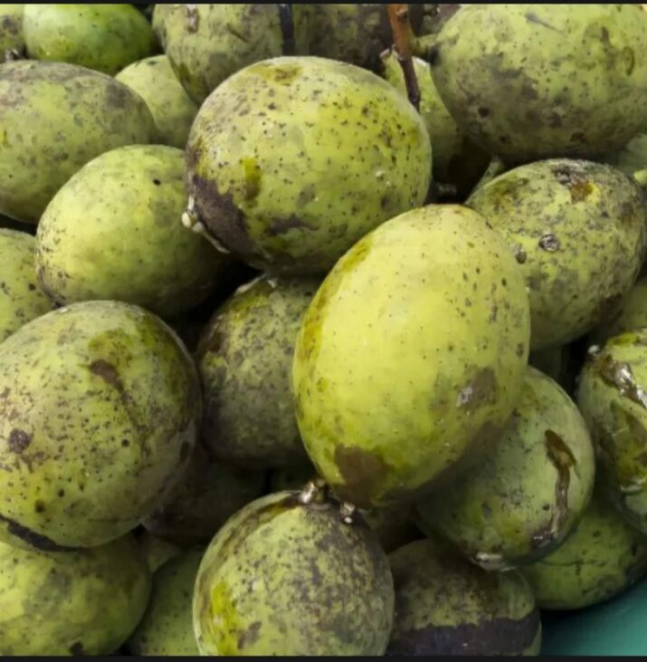 Buah Pakel 1 Kg/Buah Limus Muda/Buah Mangga | Lazada Indonesia
