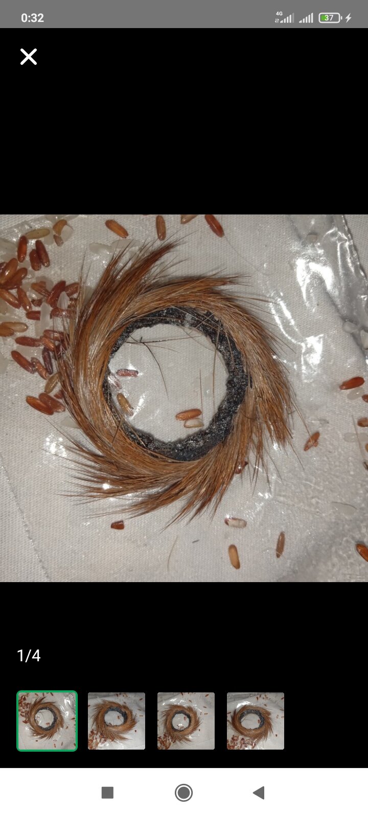 samban babi rantai babi kalimantan kalung adat berkhodam | Lazada Indonesia