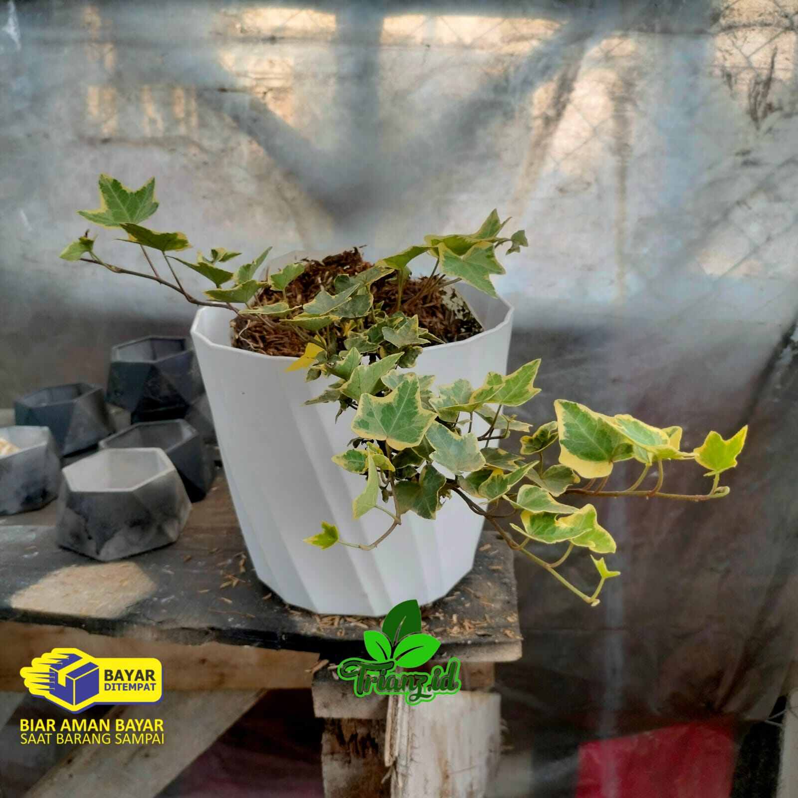 tanaman hias tanaman rambat ivy variegata | Lazada Indonesia
