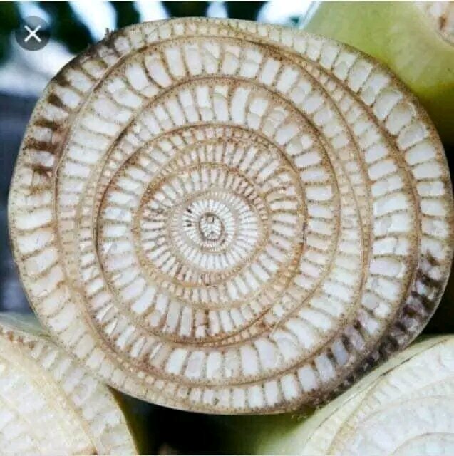 Gedebog pisang segar,,,atau batang pisang segar per 1 kg | Lazada Indonesia