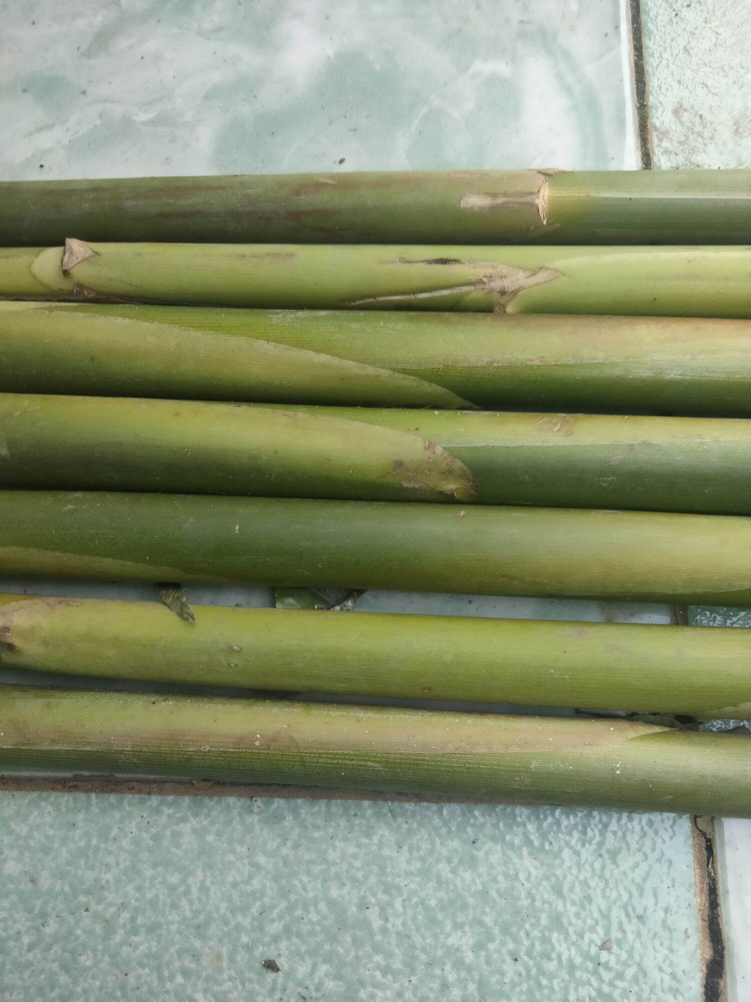 jual pohon kecombrang atau honje 1 kg 10000 | Lazada Indonesia