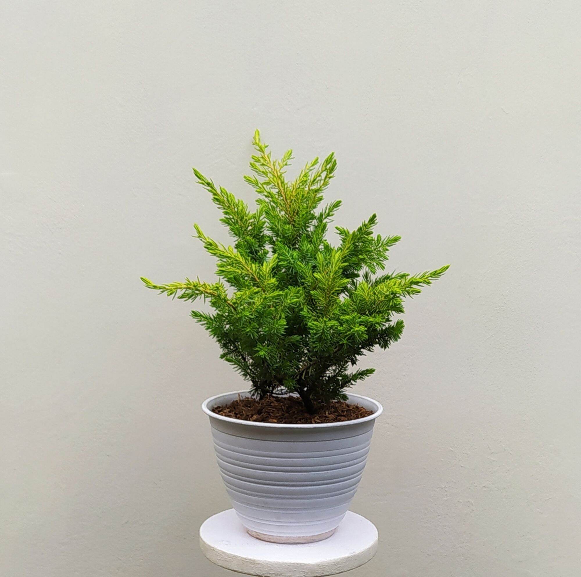 Bahan Bonsai Cemara kuning | Lazada Indonesia