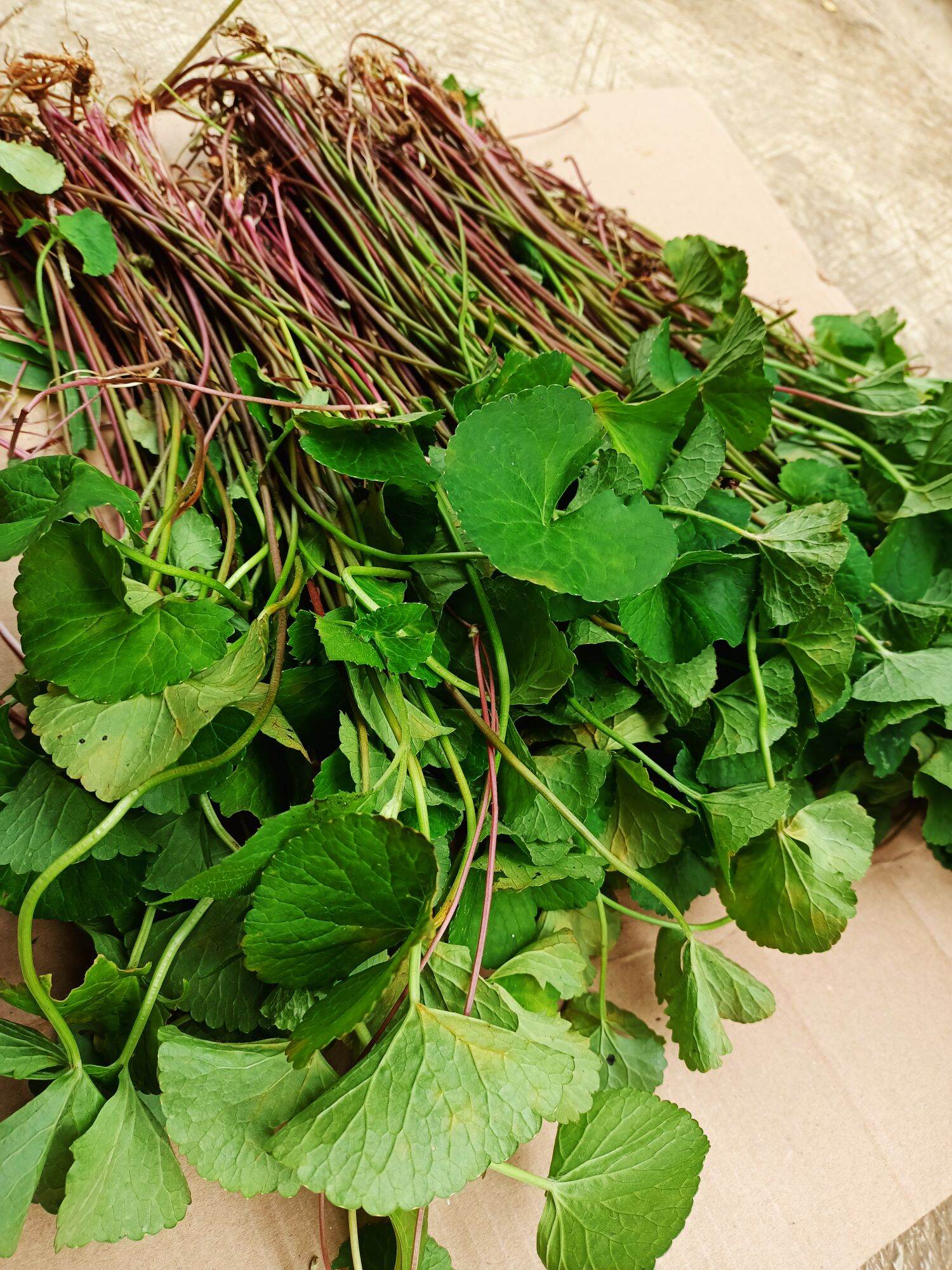 Daun pegagan merah antanan merah segar 1 kg | Lazada Indonesia