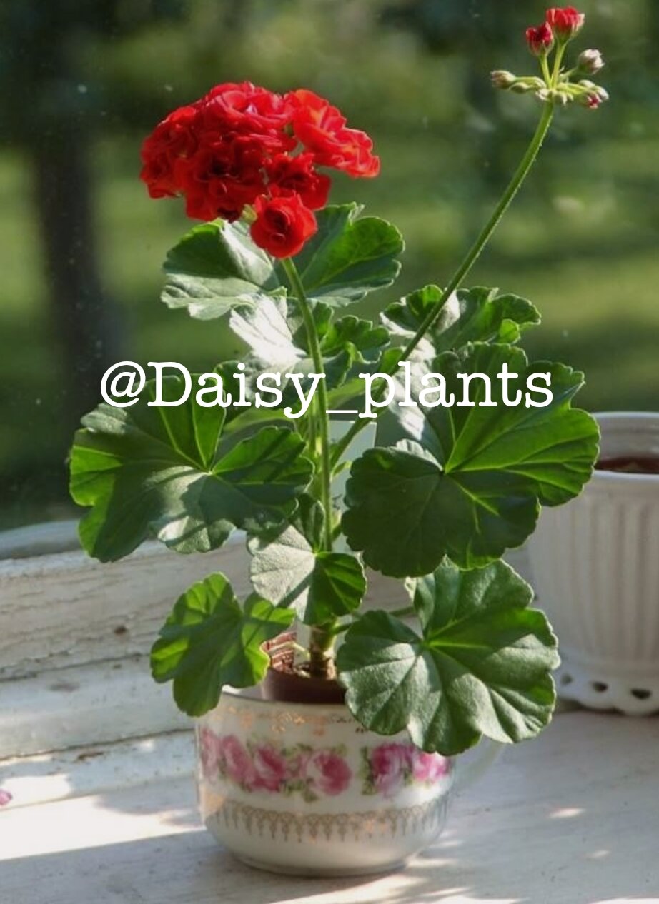 Tanaman Hidup Bunga Geranium Tanaman Hias Outdoor & Indoor No Brand ...