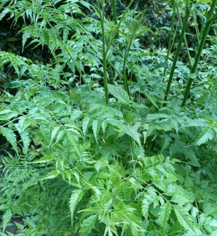 Daun mimba atau daun mindi segar di petik saat mau di kirim per 500gram ...