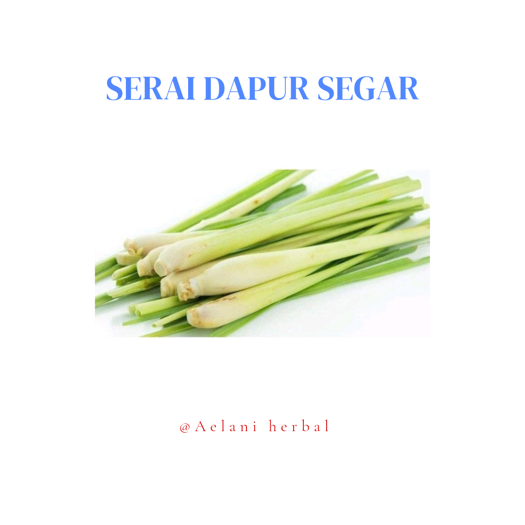 SERAI / SEREH SEGAR (GRADE A) 250 GRAM | Lazada Indonesia