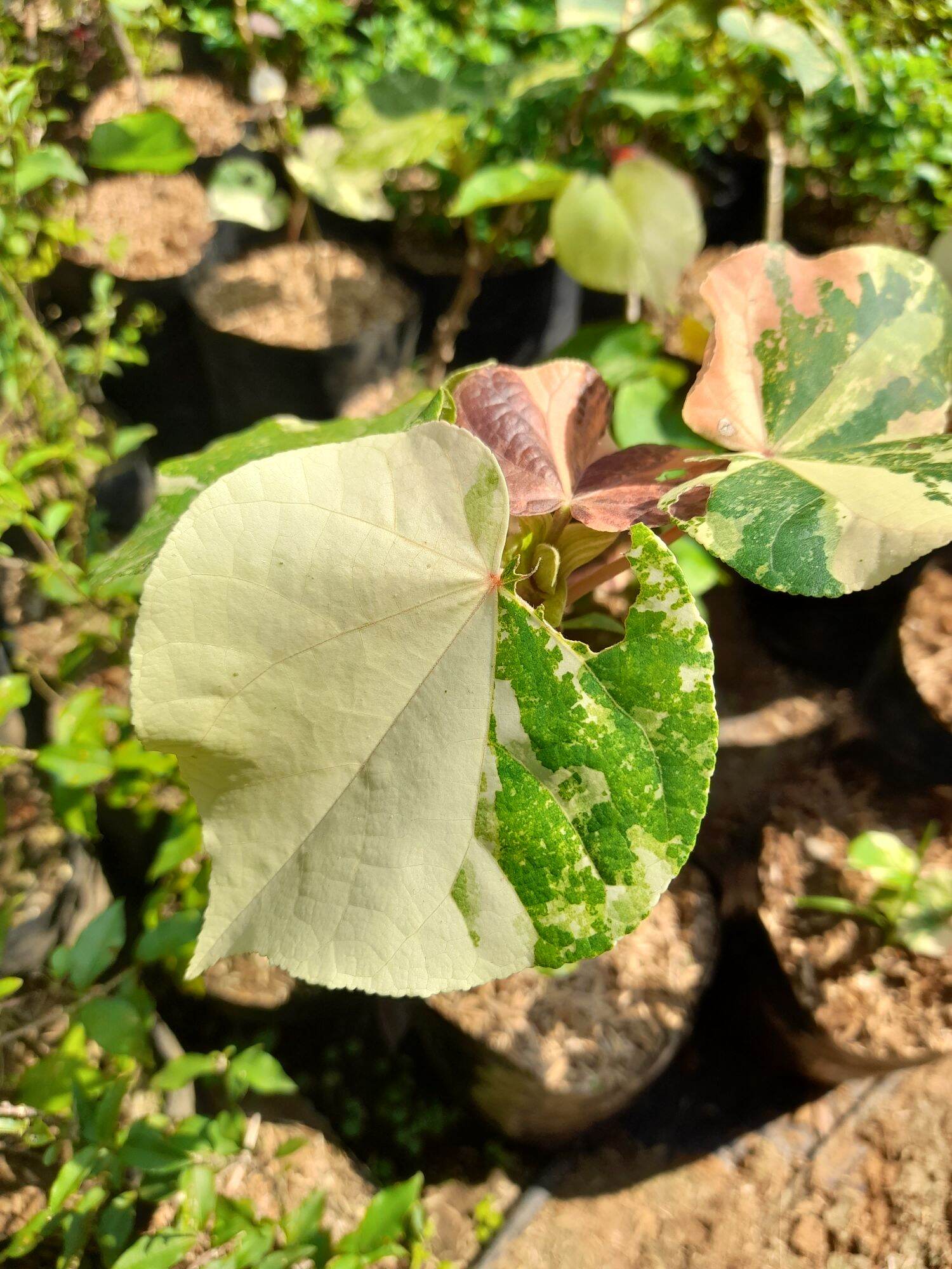 Bahan Bonsai pohon waru varigata | Lazada Indonesia