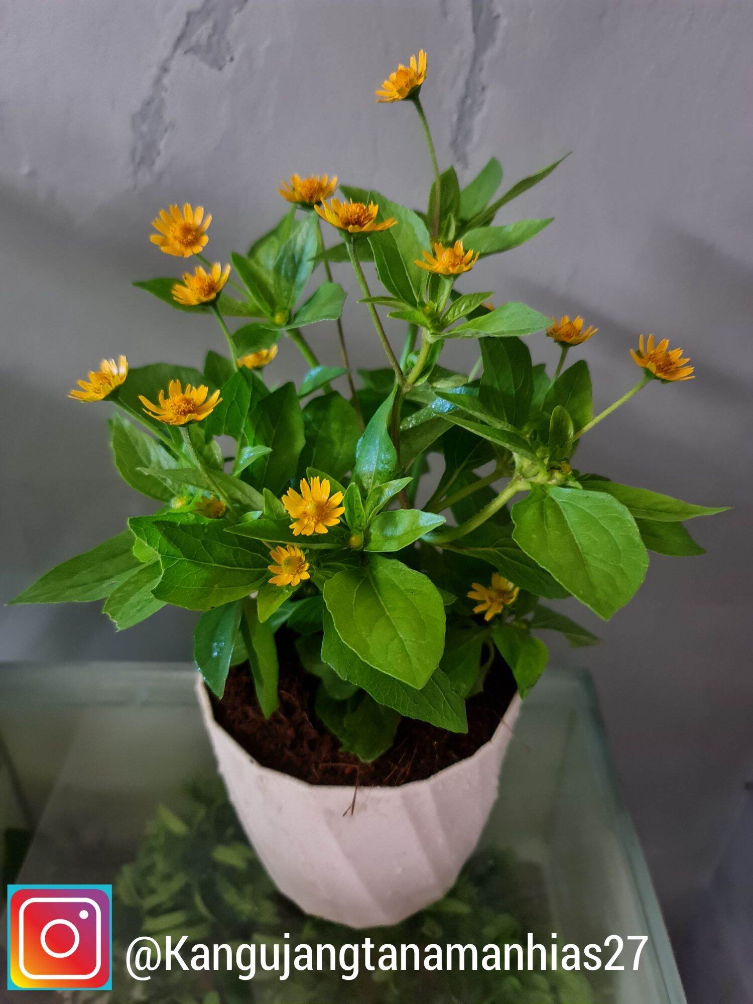 Tanaman Hidup | Helianthus ( Bunga Matahari Mini ) | Lazada Indonesia