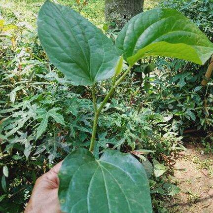 Herbal gangguan pernapasan daun karuk 250 gram | Lazada Indonesia