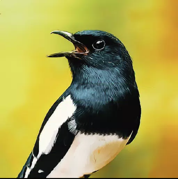 poster cetak jumbo BURUNG KACER, lukisan cetak jumbo BURUNG KACER buat hiasan dinding dan ...