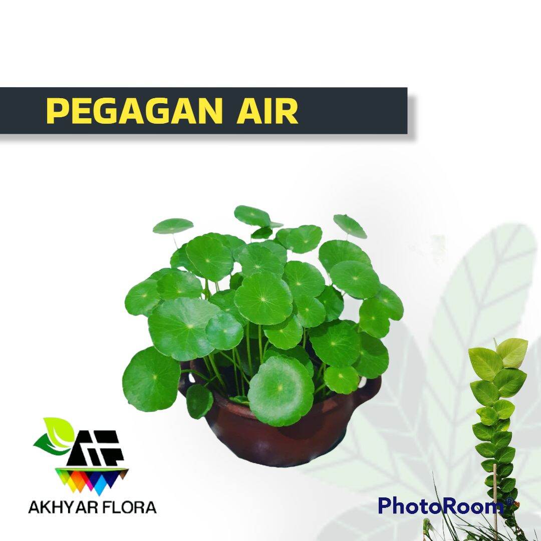 Pegagan Air Tanaman Herbal Daun Tapak Kuda Daun Antanan | Lazada Indonesia