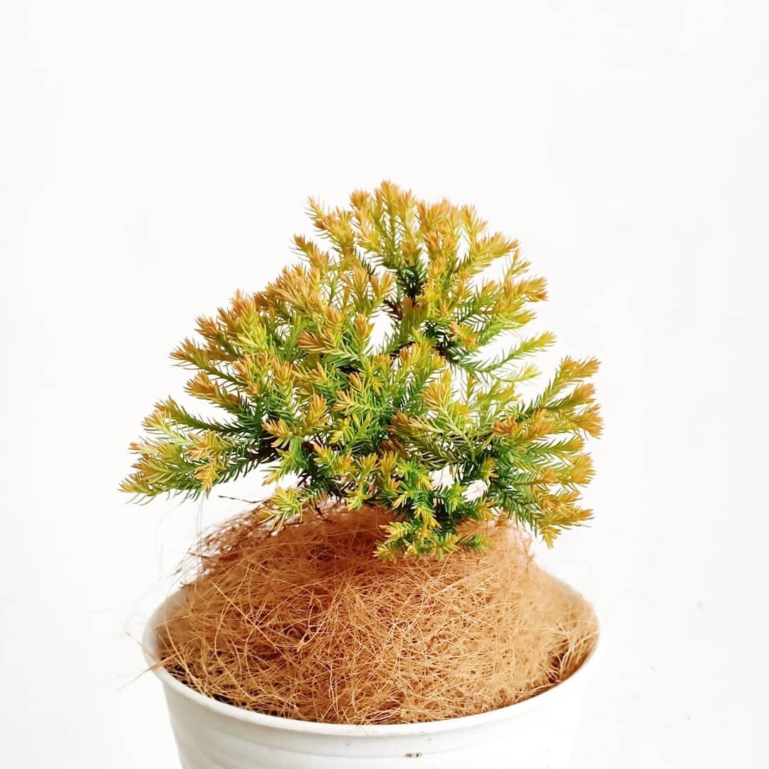 Bunga CEMARA REN GOLD - Tanaman Hias Hidup Daun Cemara Ren Gold - Pohon ...