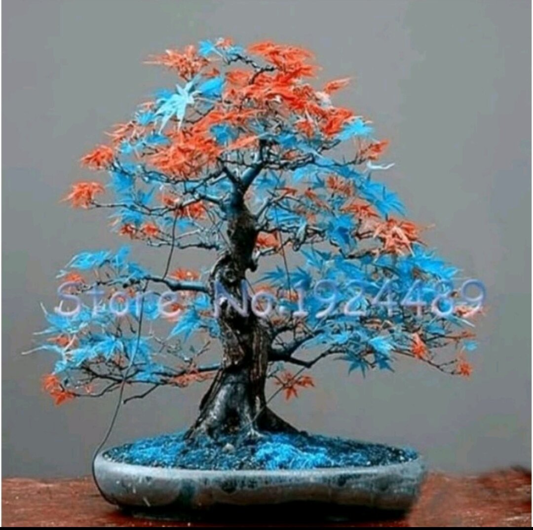 Benih Biji Pohon Japanese Maple Biru Merah original | Lazada Indonesia