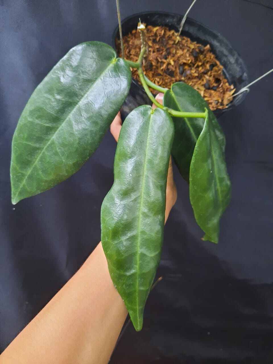 Hoya Papua stenaokai | Lazada Indonesia