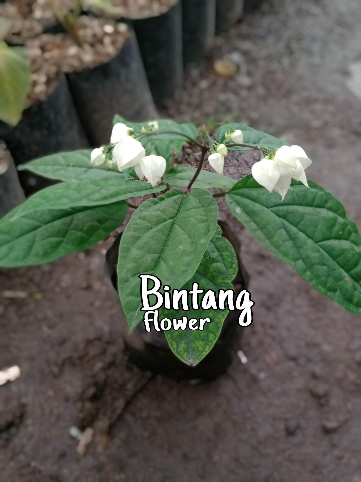 tanaman herbal bunga nona makan sirih - bunga sirih nona | Lazada Indonesia