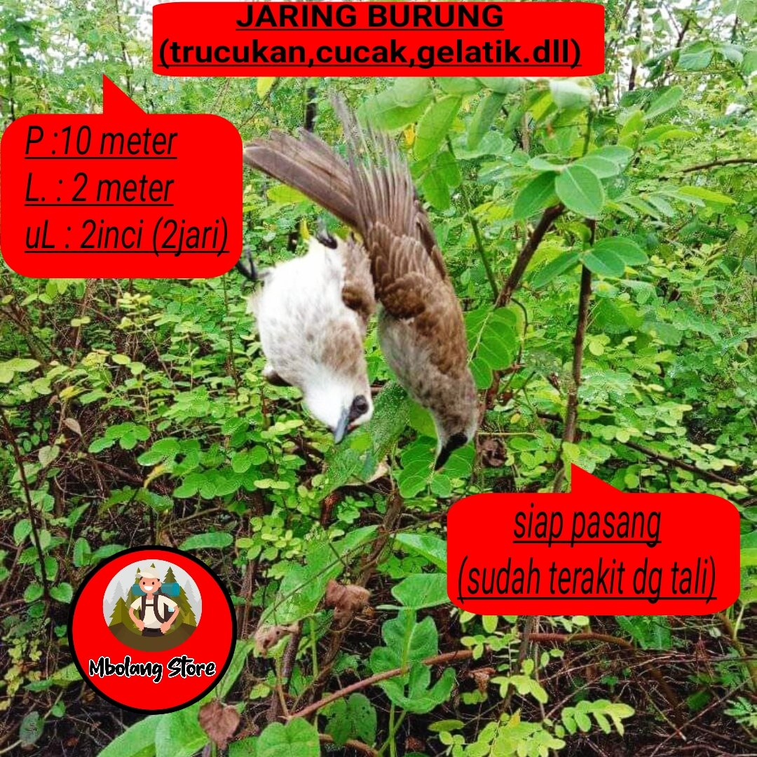 JARING BURUNG TRUCUK p10 JALA PIKAT BURUNG CRUCUKAN JOLO MANUK KRUCUKAN ...