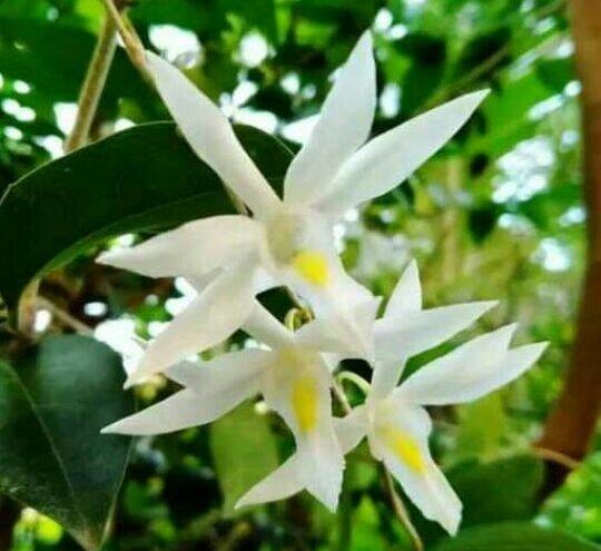 Anggrek Merpati Dewasa | Lazada Indonesia