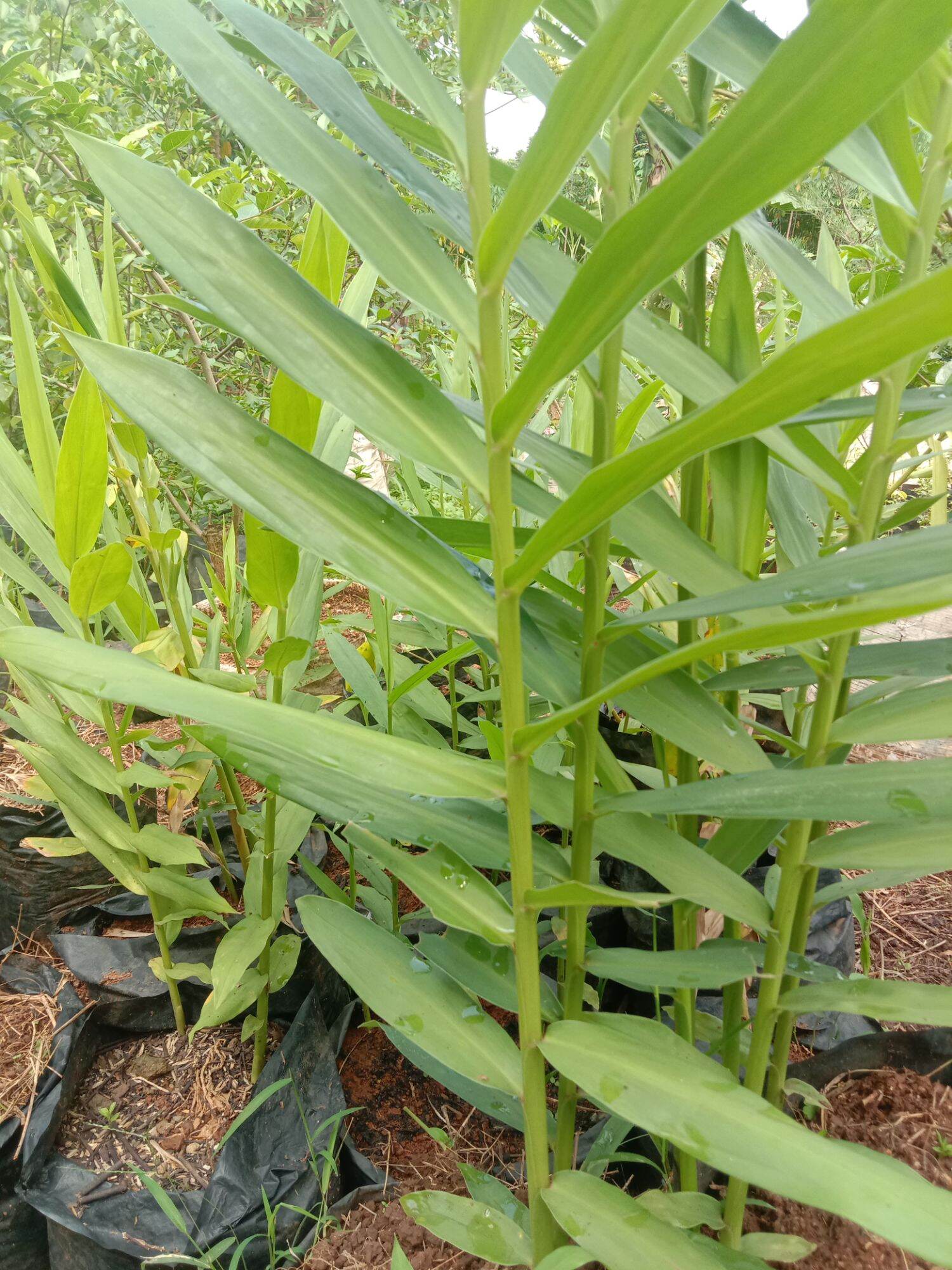 bibit tanaman bangle, tanaman herbal, tanaman rempah | Lazada Indonesia