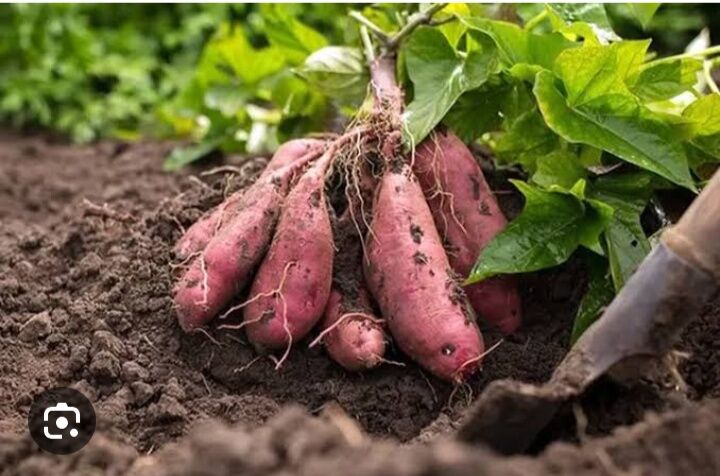 jual umbi jalar/umbi rambat 1 kg | Lazada Indonesia