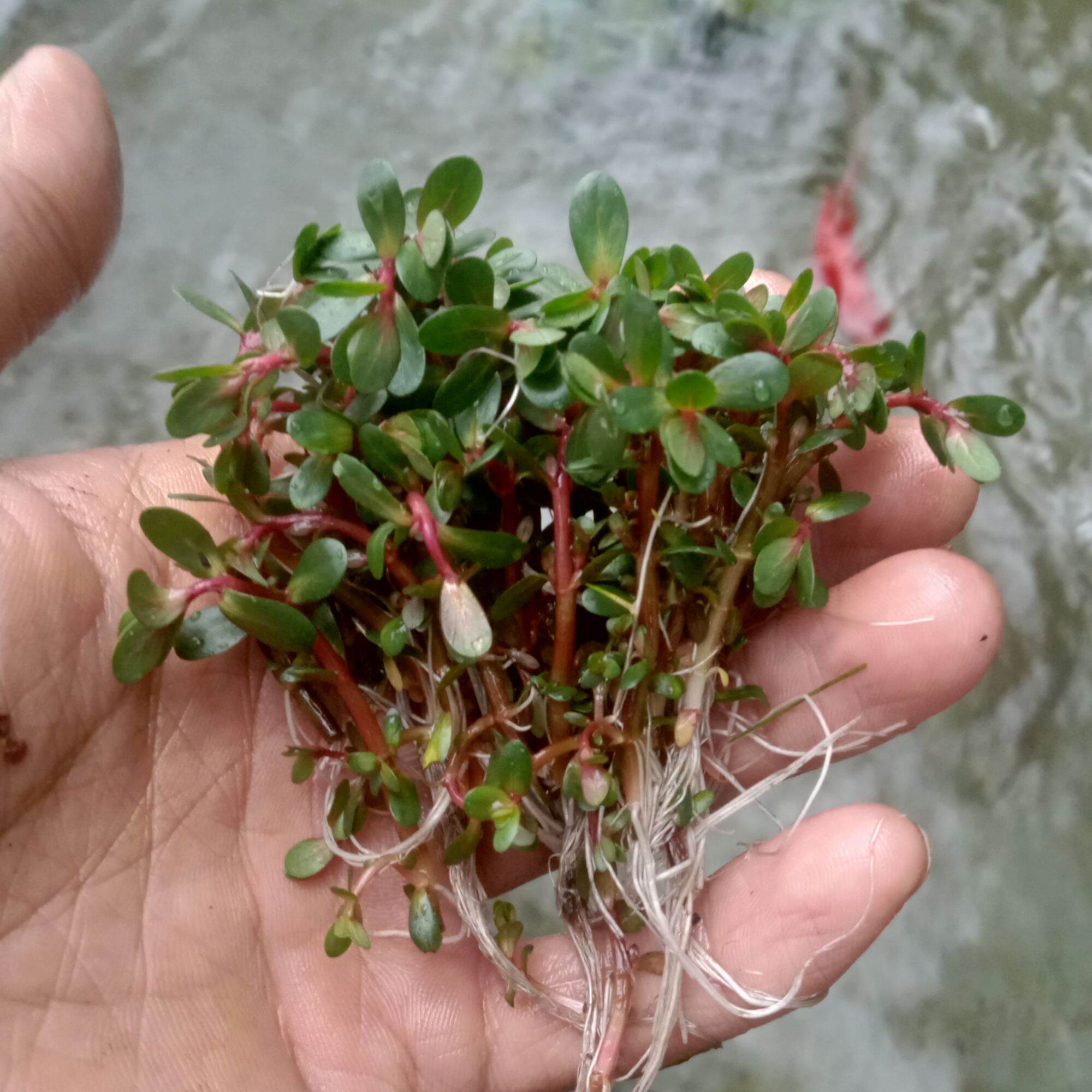Rotala Ammania Bonsai red Tanaman Aquascape 25 Batang | Lazada Indonesia