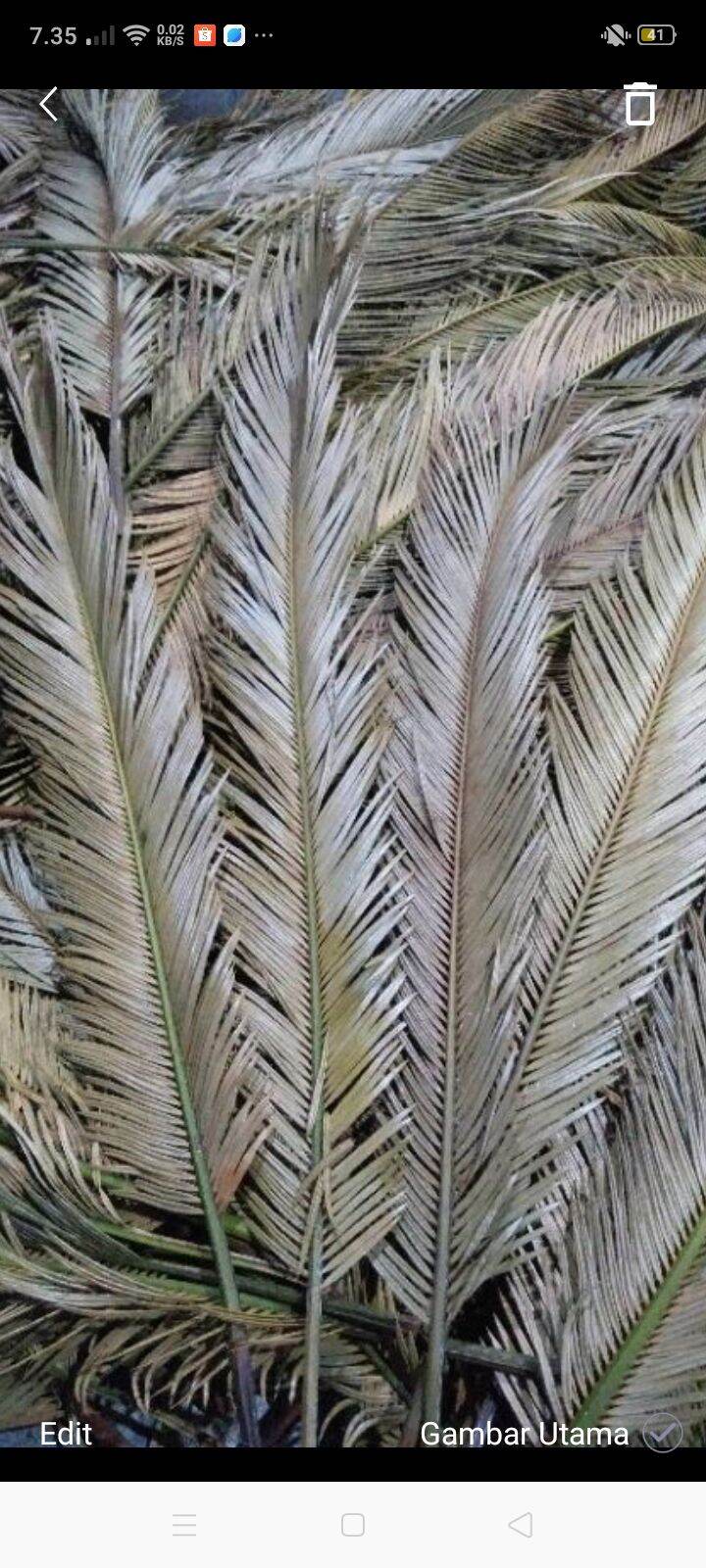 Daun sikas kering/mawar jambe P 60-70cm | Lazada Indonesia
