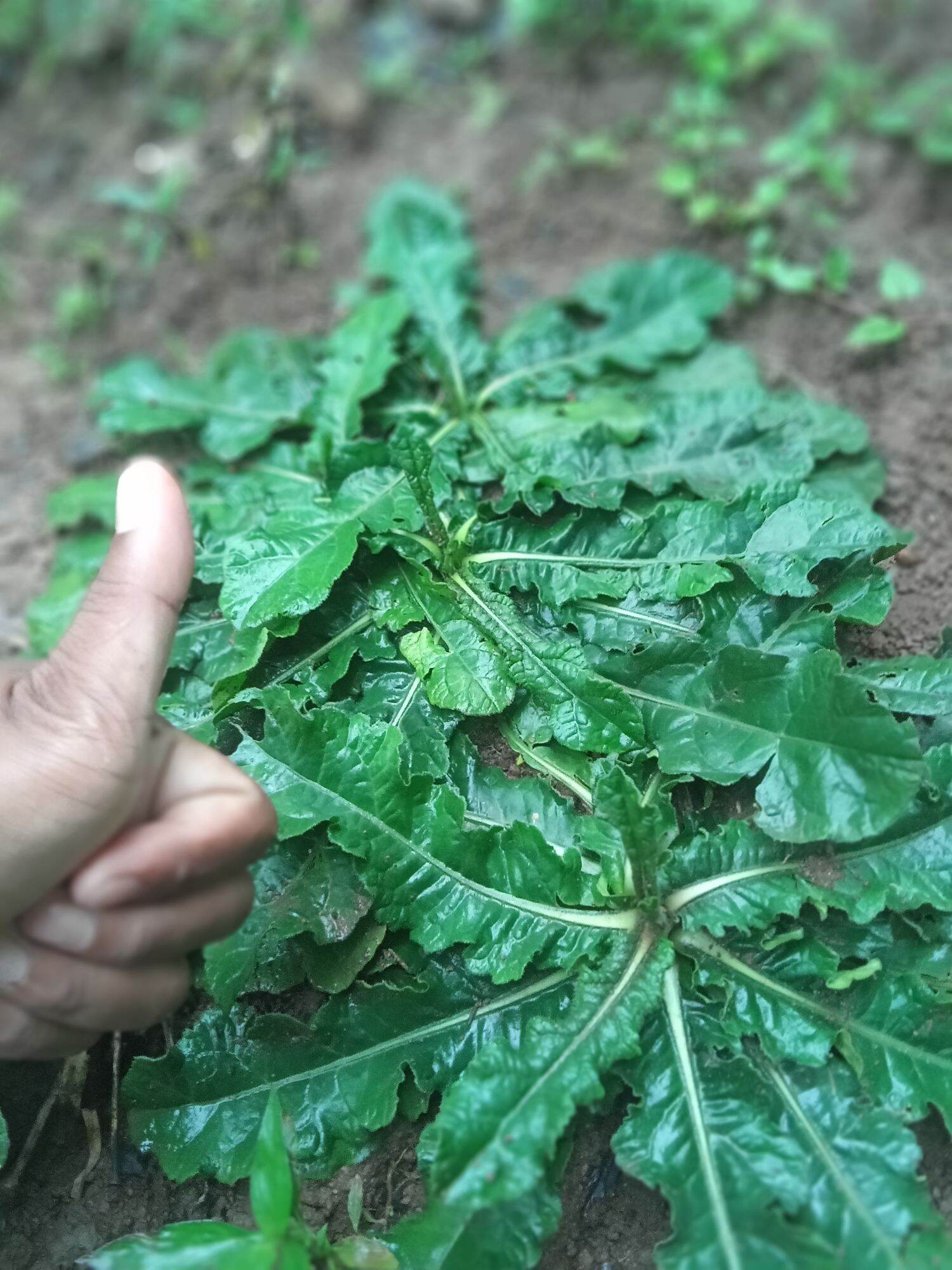 Tapak Liman Segar Bugar (Netto 250 Gram) Tanaman Liar Istimewa ...