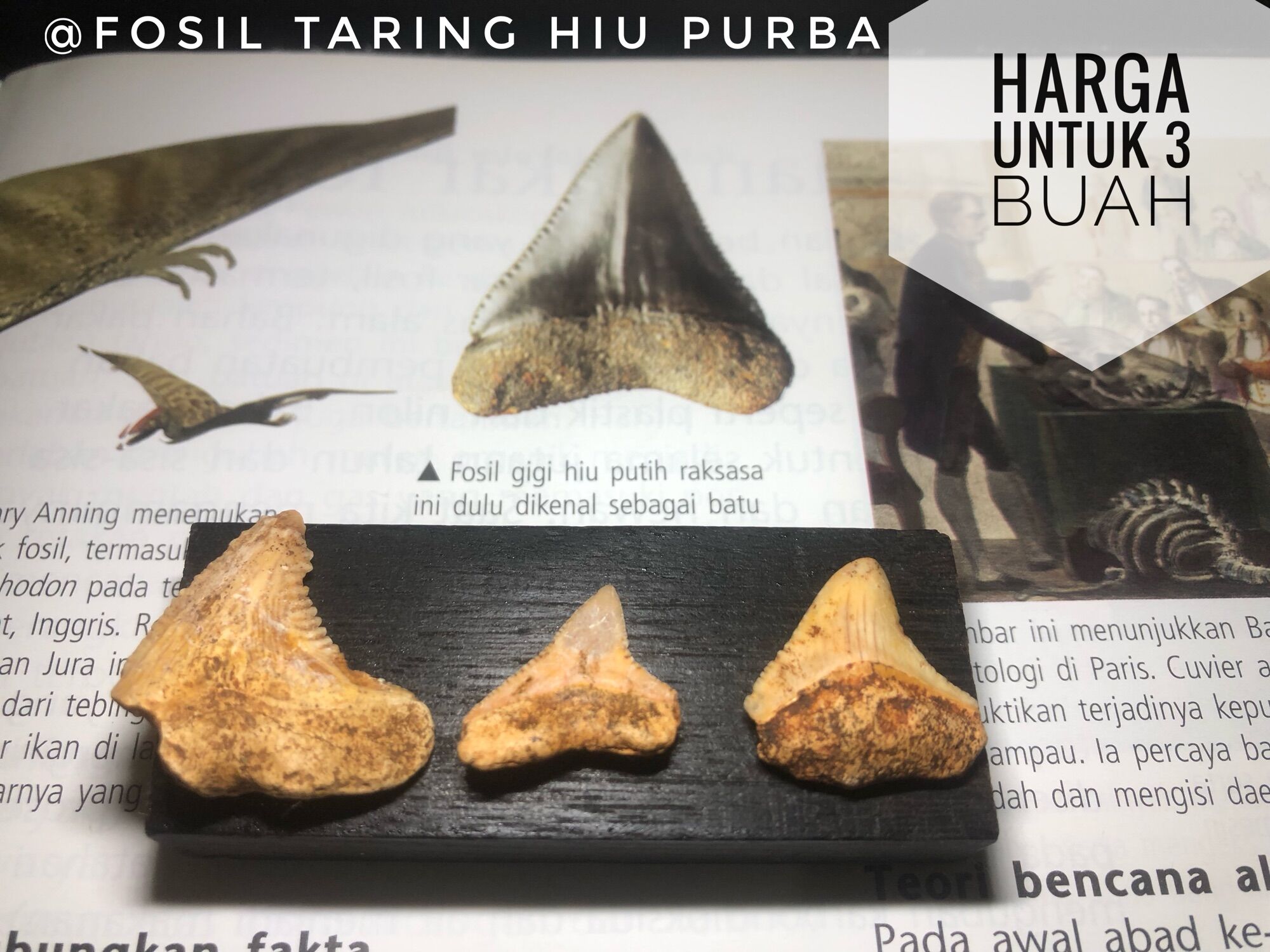 Fosil Gigi Hiu Megalodon H49 atau Fosil Taring Hiu Temuan atau Fosil ...