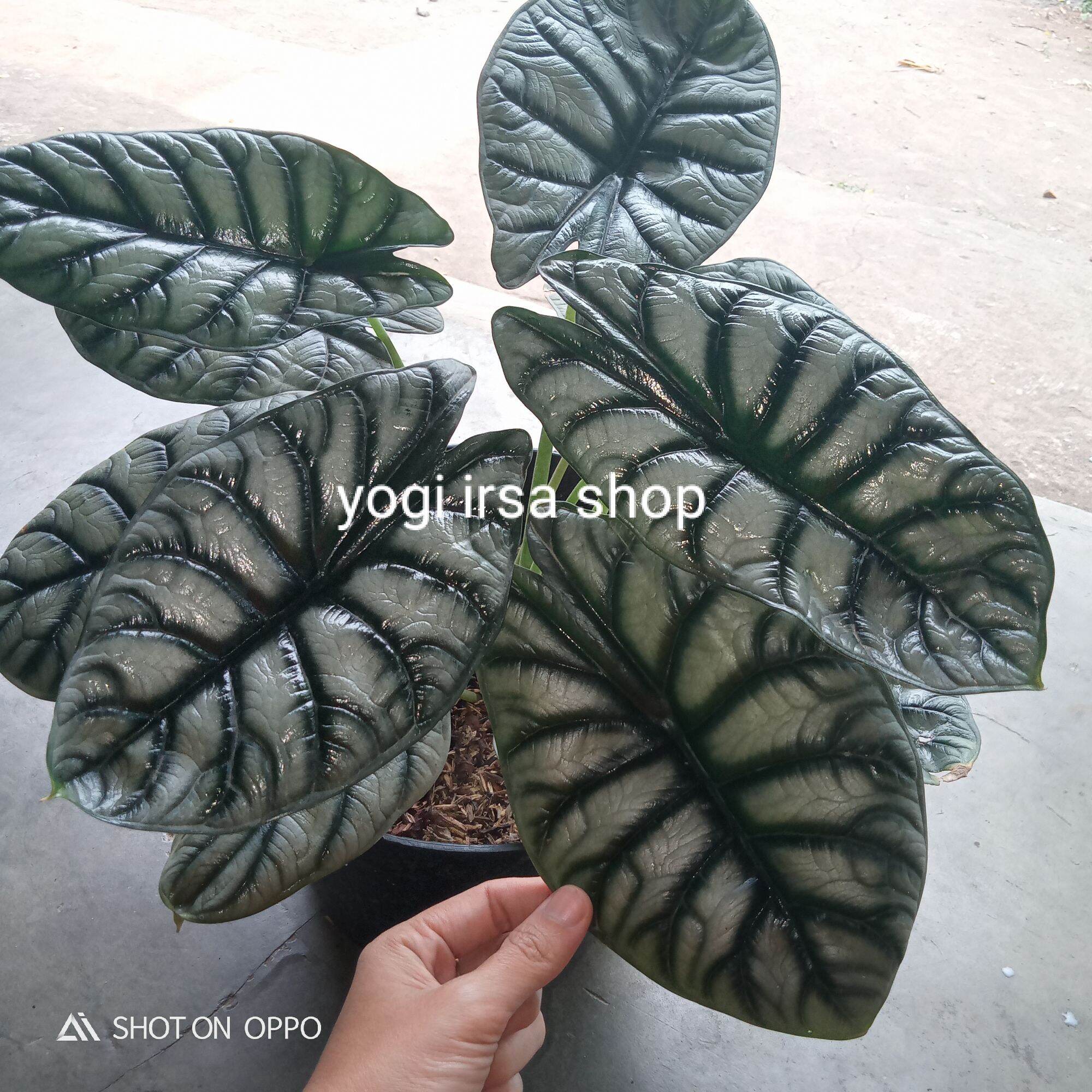 Alocasia dragon silver Asli/ pohon jenis talas hias daun tebal warna ...
