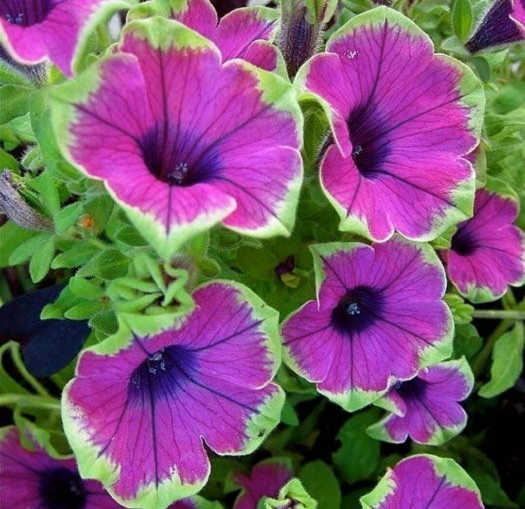 Tanaman Bunga Morning Glory Pohon rambat morning glori | Lazada Indonesia