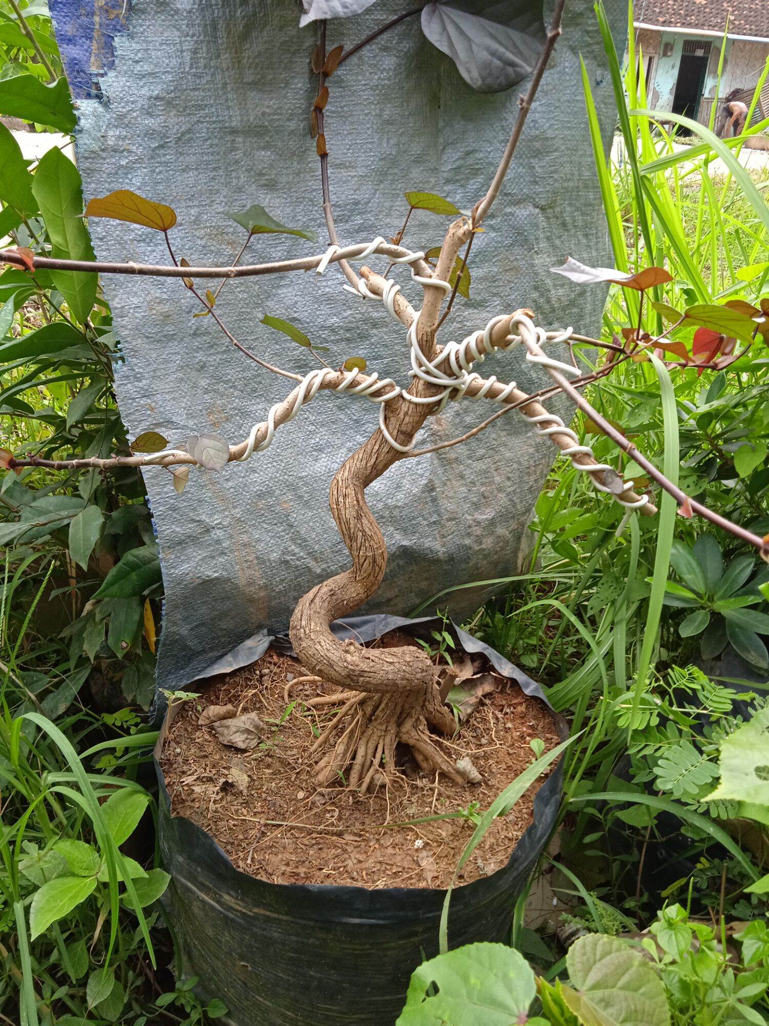 bahan bonsai waru merah program akar / belah akar tanpa pot | Lazada ...