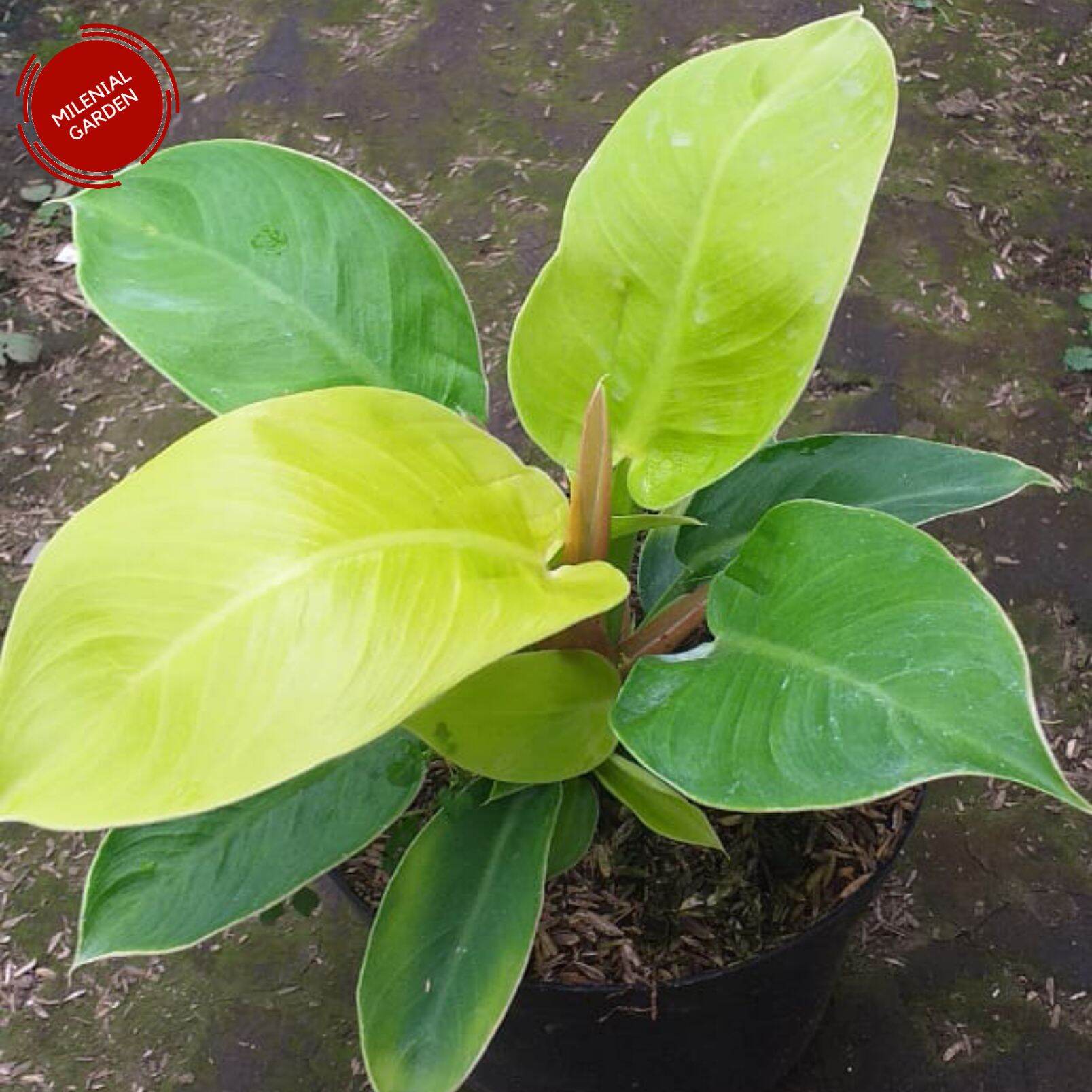 Tanaman Philo Lemon Thea tanaman hias indoor MILENIAL GARDEN | Lazada ...