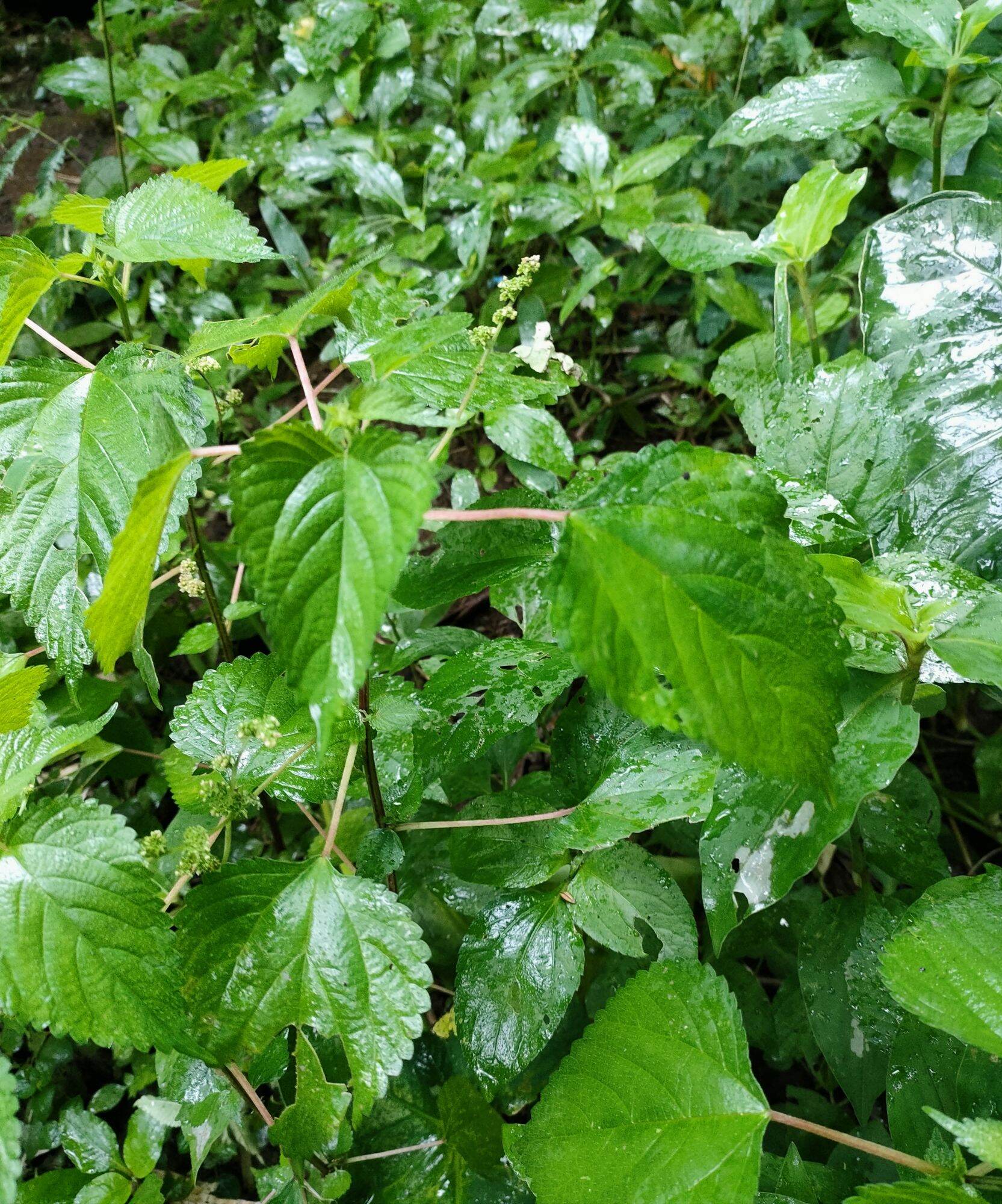 Daun jelatang segar daun gatal taun pulus paket 200 gram | Lazada Indonesia